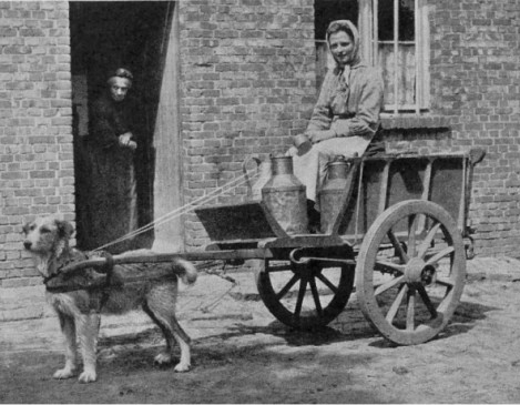 Dog Carting-Part One: A Brief History | Fred Zorn Dog Training